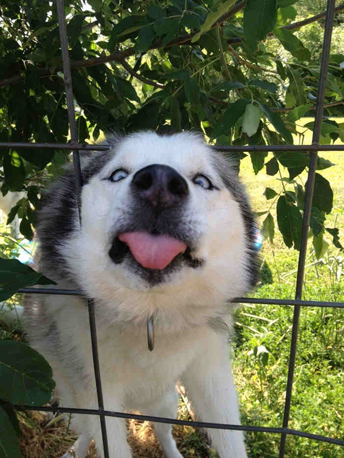 11 Dogs Who Are Too Desperate To Say ‘Hi’. Well, Hello There, Buddies ...