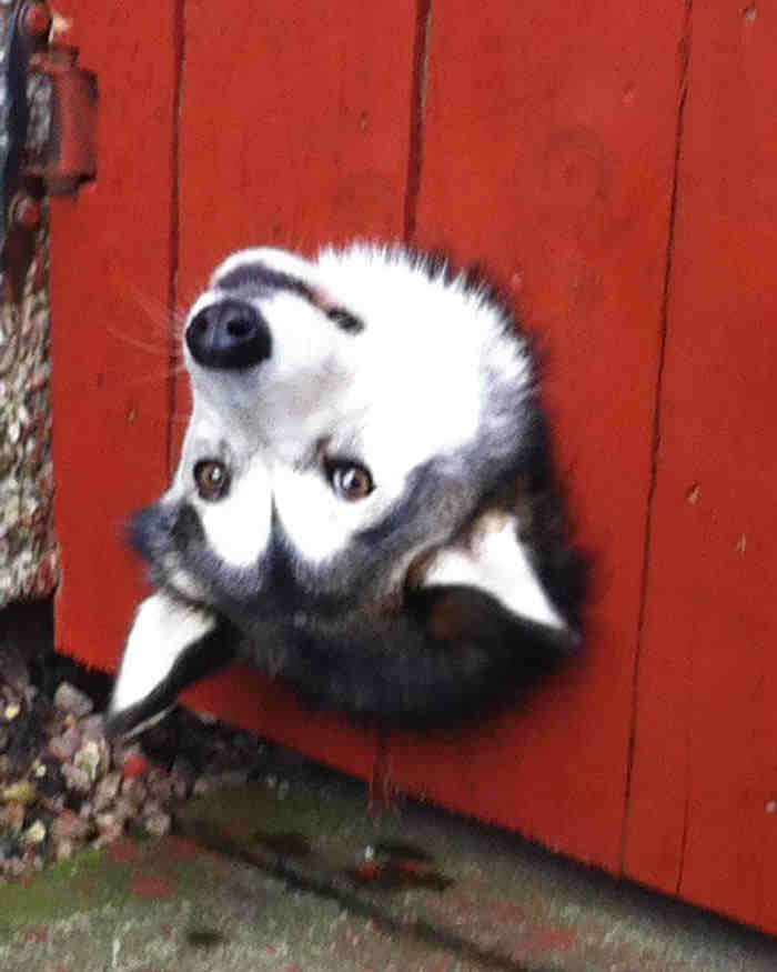 11 Dogs Who Are Too Desperate To Say ‘Hi’. Well, Hello There, Buddies ...