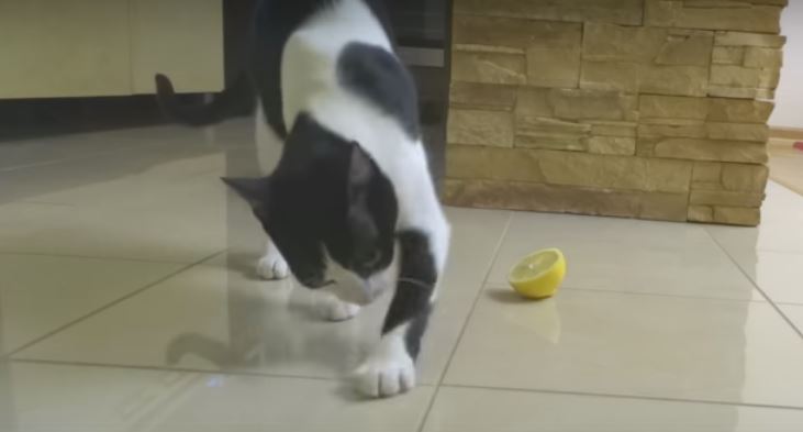 Cat Finds A Lemon Slice On The Floor. Now, She’s Utterly Confused ...