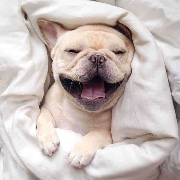 This Narcoleptic Pooch Makes The Best Bedtime Photos. LIKE, SO CUTE I ...