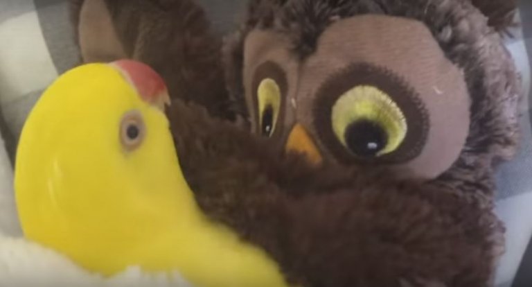 Parrot Can’t Stop Snuggling With Her Toy Owl! Insanely. Adorable ...