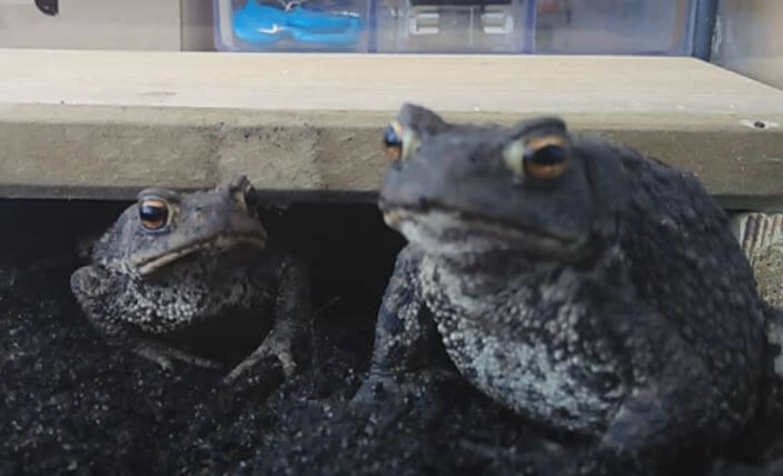 These Two Frogs’ Mealtime Sesh Is Unexpectedly Hilarious! YOU NEED TO ...