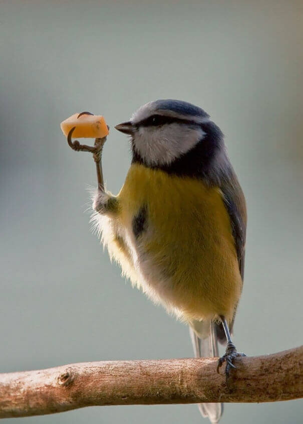 10 Animals Caught Eating That’ll Definitely Make You Smile! – AwwThings.com