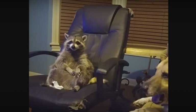 Raccoon Lounges Comfortably On A Chair Whilst Watching A Movie ...