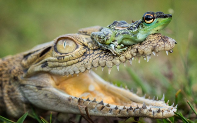 10 Lazy Animals Who Decided To Hitch A Ride And Drop Our Jaws ...