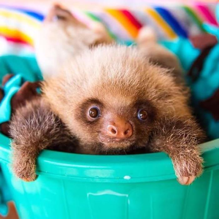 Presenting…. 10 Of The Cutest Sloths In The World! Brace Your Heart; It ...