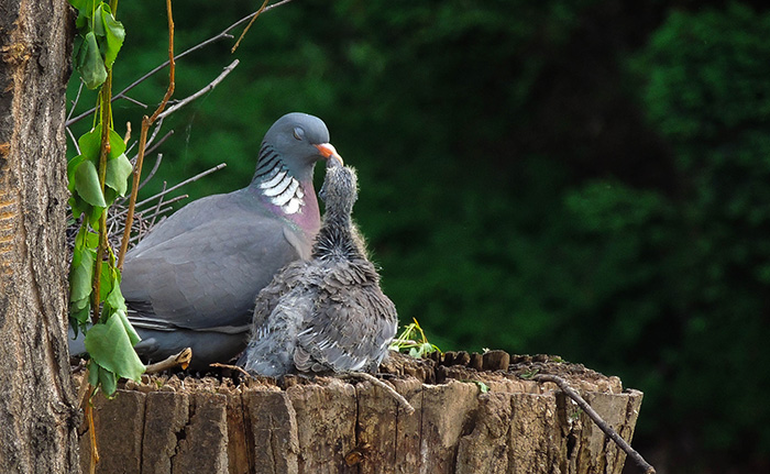 16 Heartwarming Photos Of Momma Birds With Their Babies. You Don’t ...