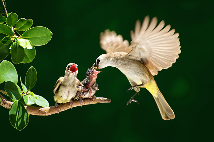 16 Heartwarming Photos Of Momma Birds With Their Babies. You Don’t ...