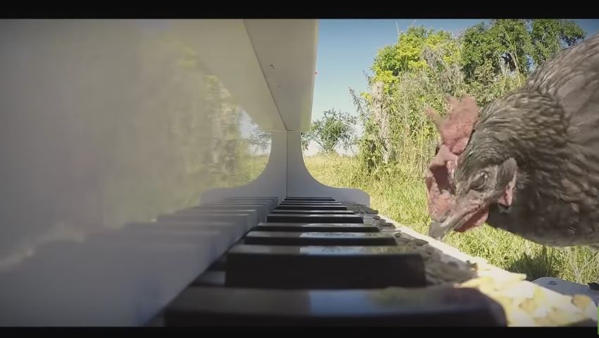 This Chicken’s Stunning Piano Performance Will Take Your Breath Away ...