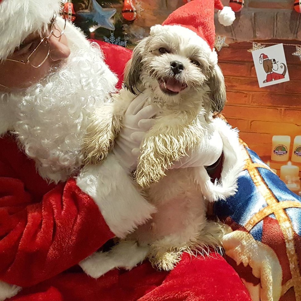 How These Dogs In A Dog Daycare Celebrated Christmas With Santa Will ...