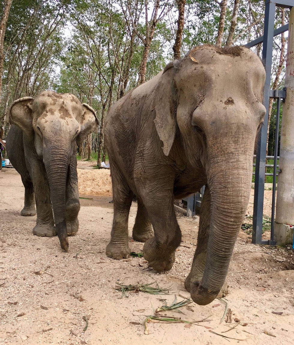 This Elephant Was So Depressed She Refused To Sleep For Days. Then Her ...