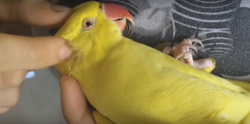 Parrot Freaks Out As Soon As Dad Stops Petting Her. Funny! – AwwThings.com