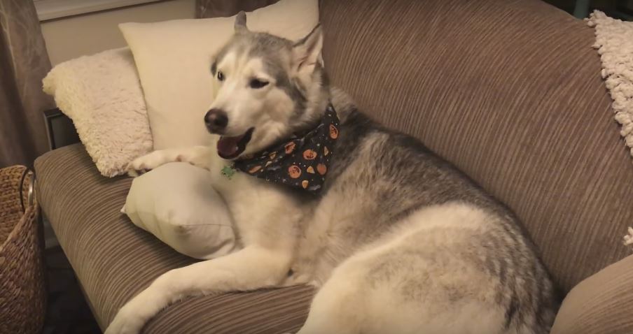 Mom Confronts Husky For Pooping On The Floor. Pooch Denies Charge Big ...