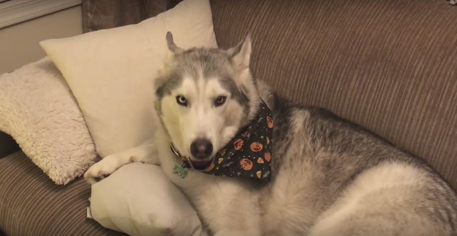 Mom Confronts Husky For Pooping On The Floor. Pooch Denies Charge Big ...