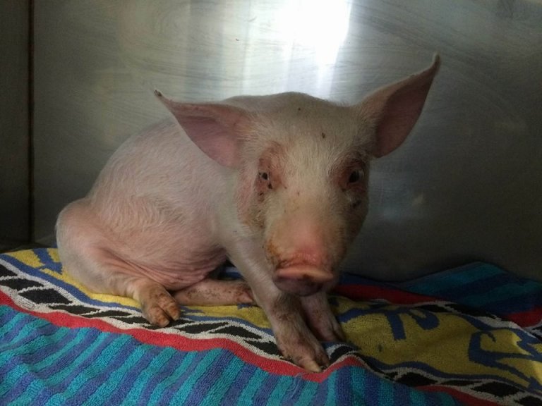 On The Way To Slaughterhouse, This Scared Baby Pig Decided To Save ...