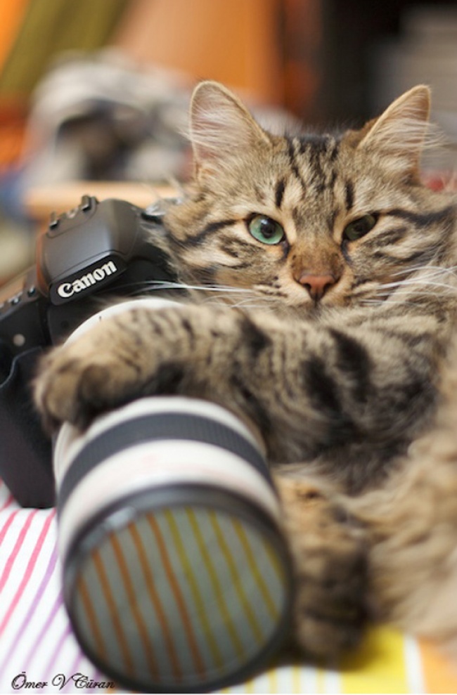 100 Cutest Cat Photos You’ll Ever See! – AwwThings.com