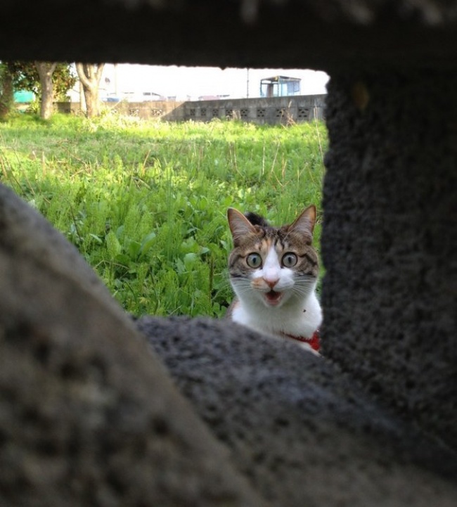 100 Cutest Cat Photos You’ll Ever See! – AwwThings.com