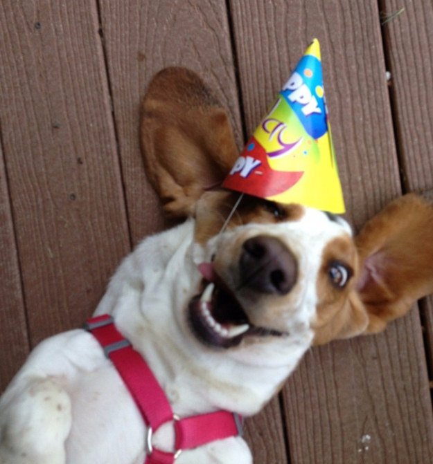 100 Of The Happiest Dogs In The World. I Can’t Stop Smiling ...