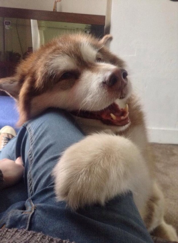 100 Of The Happiest Dogs In The World. I Can’t Stop Smiling ...