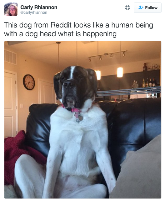 21 Dogs Who Look Like Real Human Beings. Creepy… But In A Really Cute ...