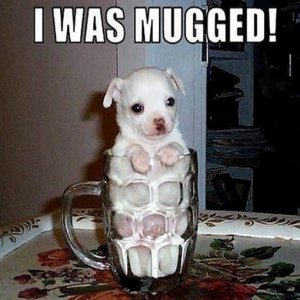 45 Funny Animal Memes That Will Make Your Day! – AwwThings.com