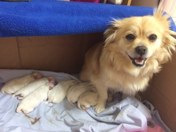 71 Heartwarming Photos Of Mama Dogs With Their Adorable Little Puppies ...