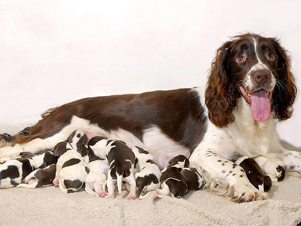 71 Heartwarming Photos Of Mama Dogs With Their Adorable Little Puppies ...