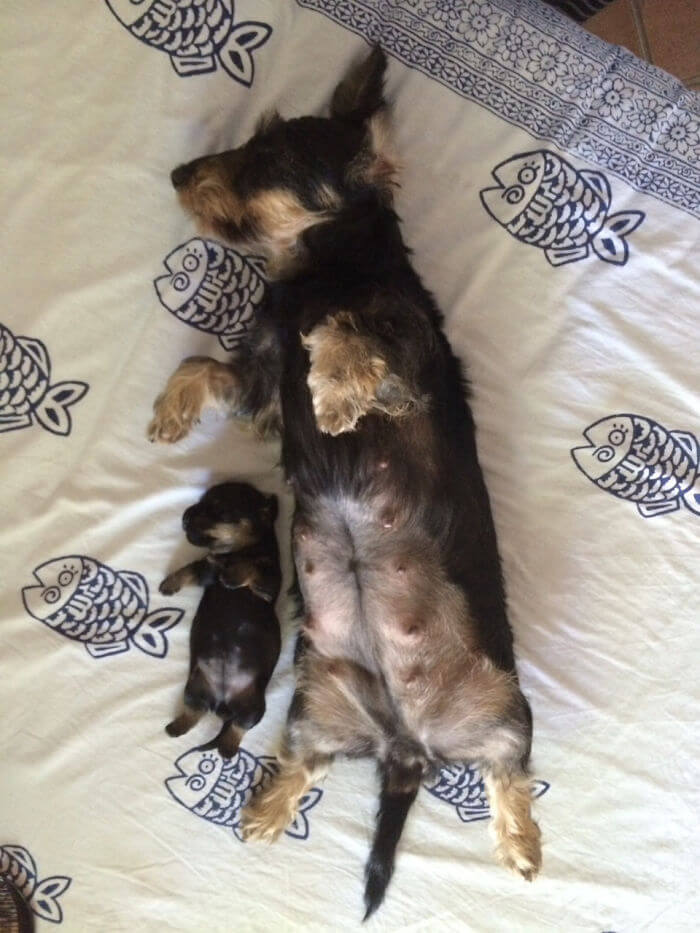 43 Adorable Photos Of Dogs With Their Mini-Mes – AwwThings.com