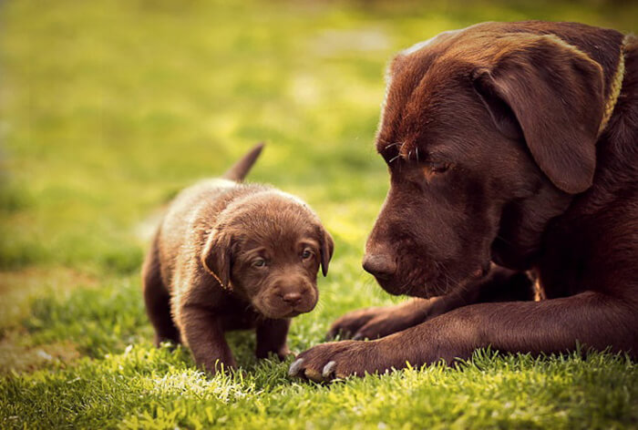 43 Adorable Photos Of Dogs With Their Mini-Mes – AwwThings.com
